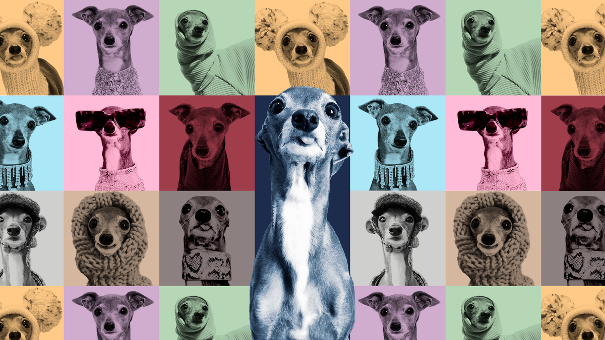Tika Through the Years – Tika the Iggy Shop